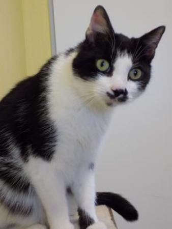 Knuti | Tierschutzverein für Wiesbaden und Umgebung e.V.